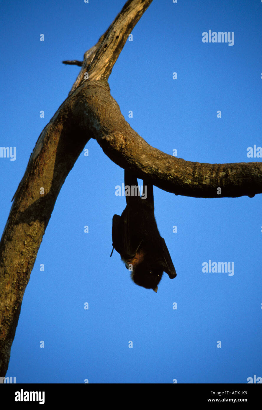 Flying Fox sanctuary Stock Photo - Alamy