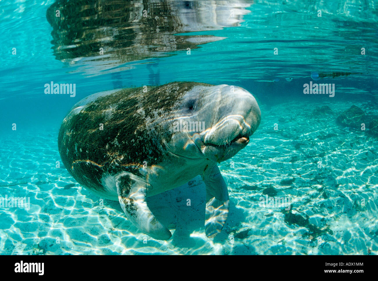 Trichechidae manatus latirostris hi-res stock photography and images ...