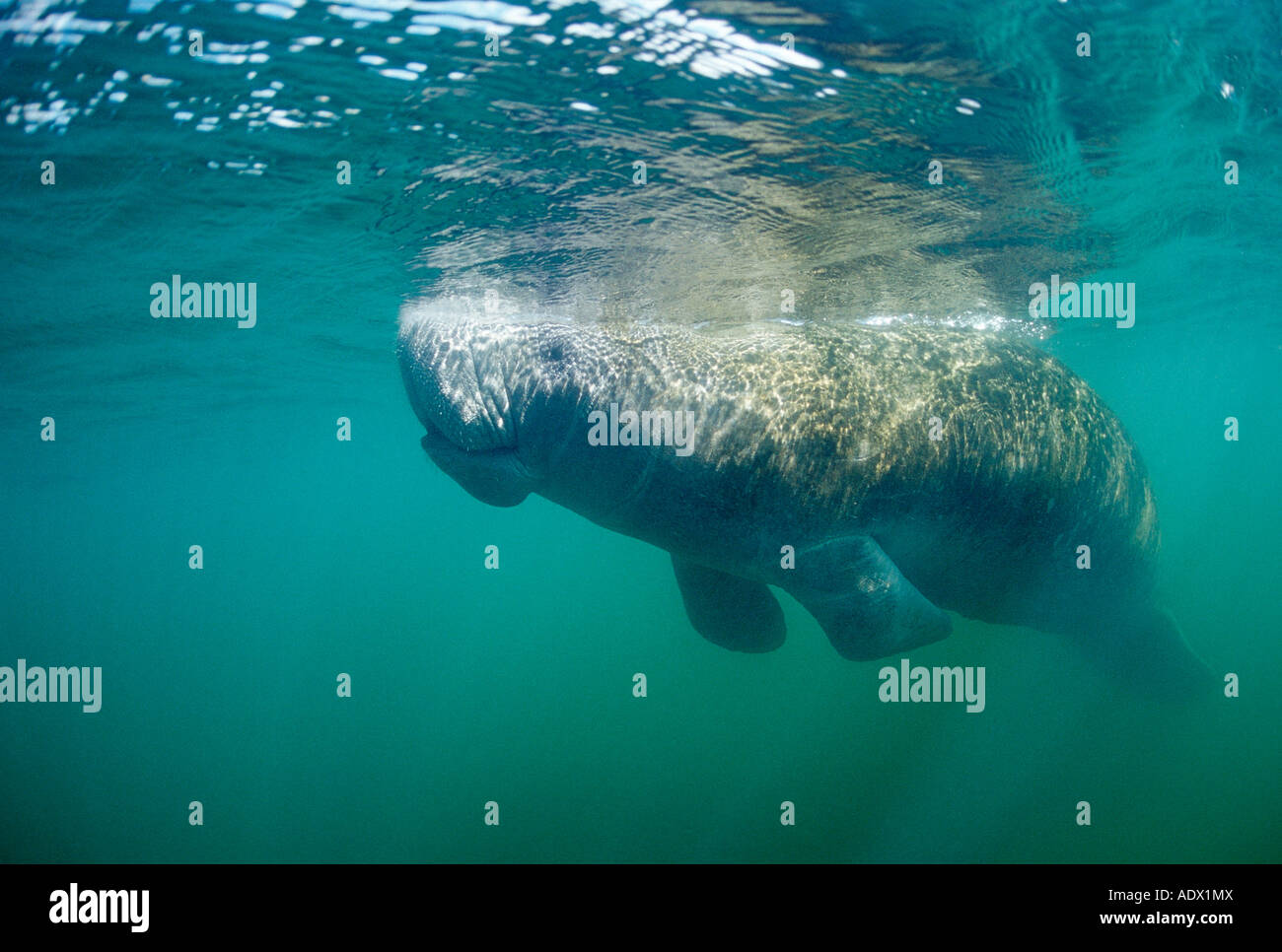 Manatee Trichechus manatus latirostris Florida USA Stock Photo - Alamy