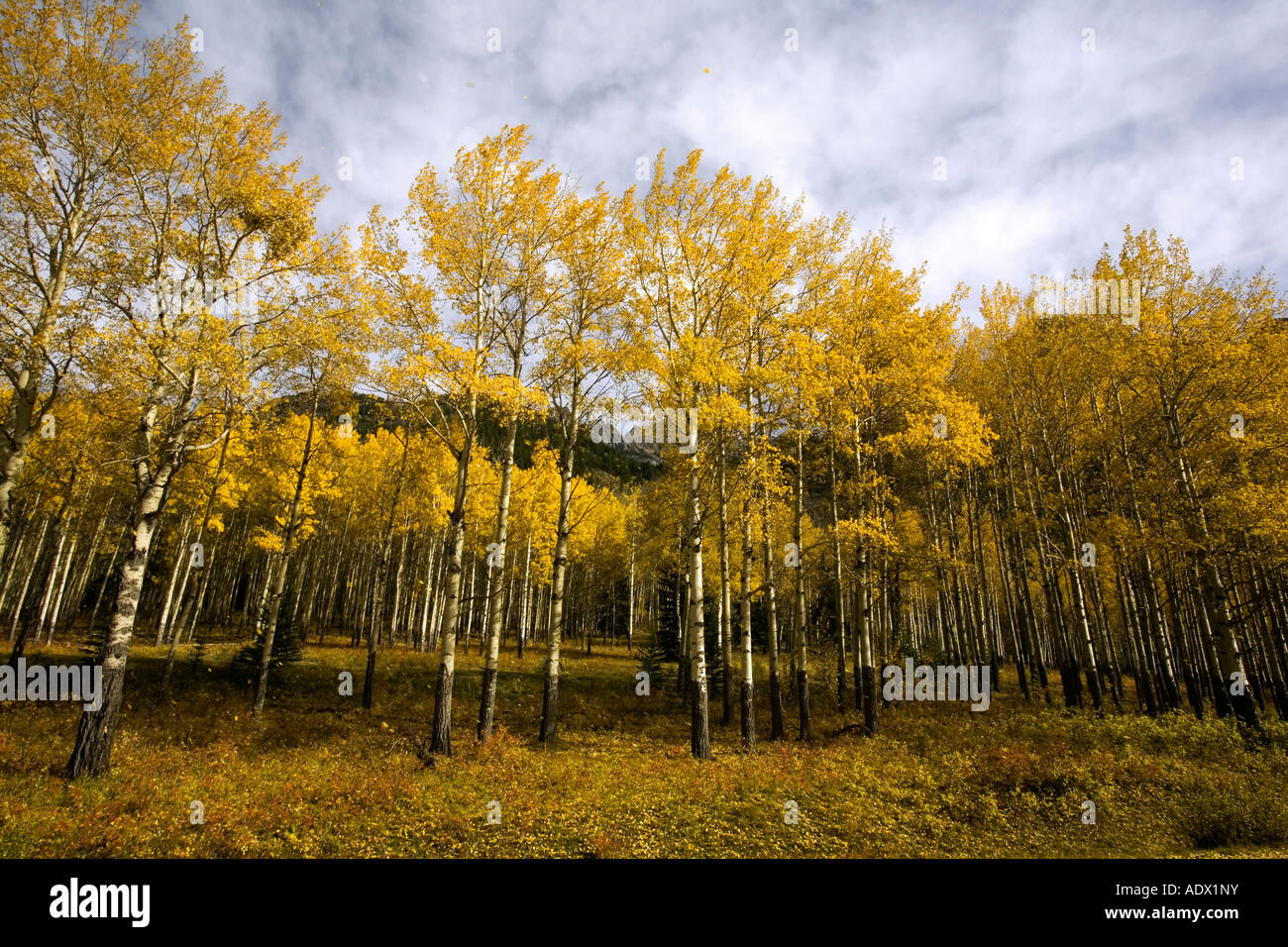 The golden shades of fall Aspens in the Banff national park in the ...