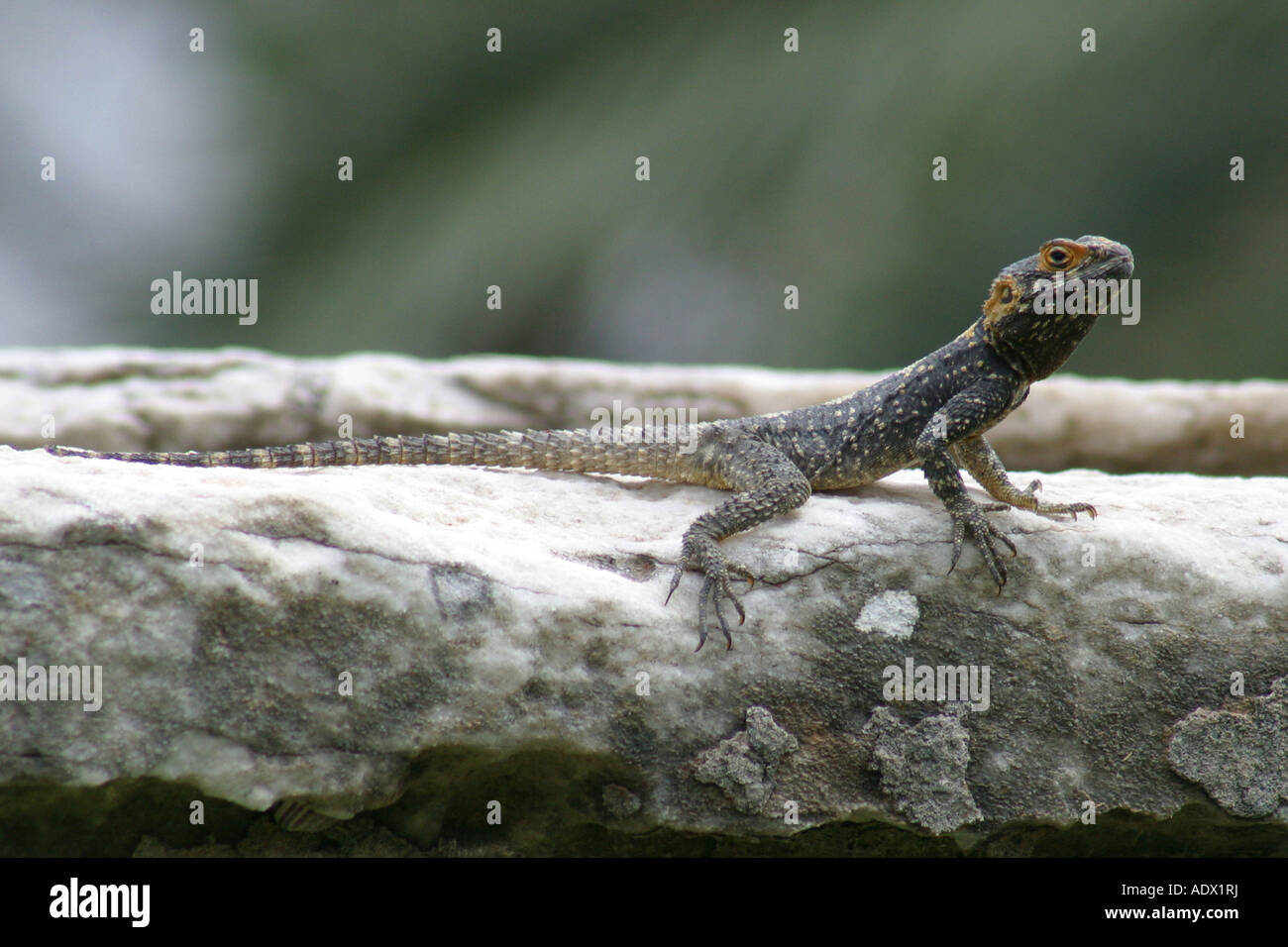 Lizard in Greece Stock Photo - Alamy