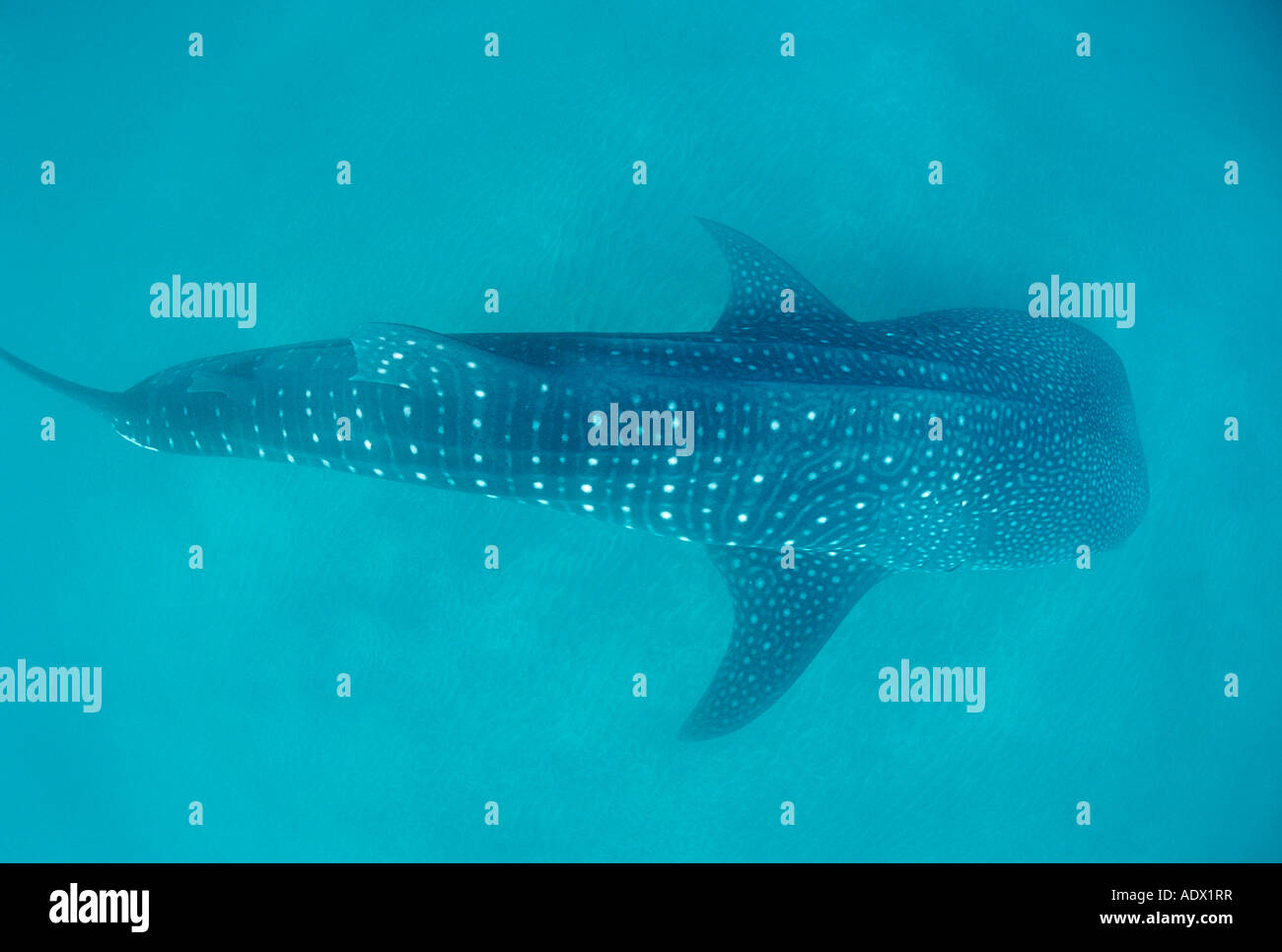 Whale Shark Rhincodon typus Indian Ocean Maldives Stock Photo - Alamy