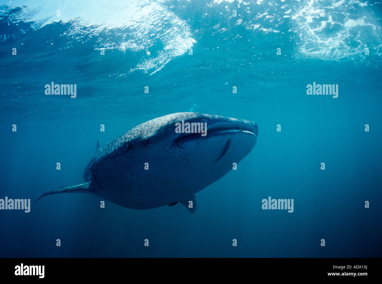Whale Shark Rhincodon typus Indian Ocean Mauritius Stock Photo - Alamy