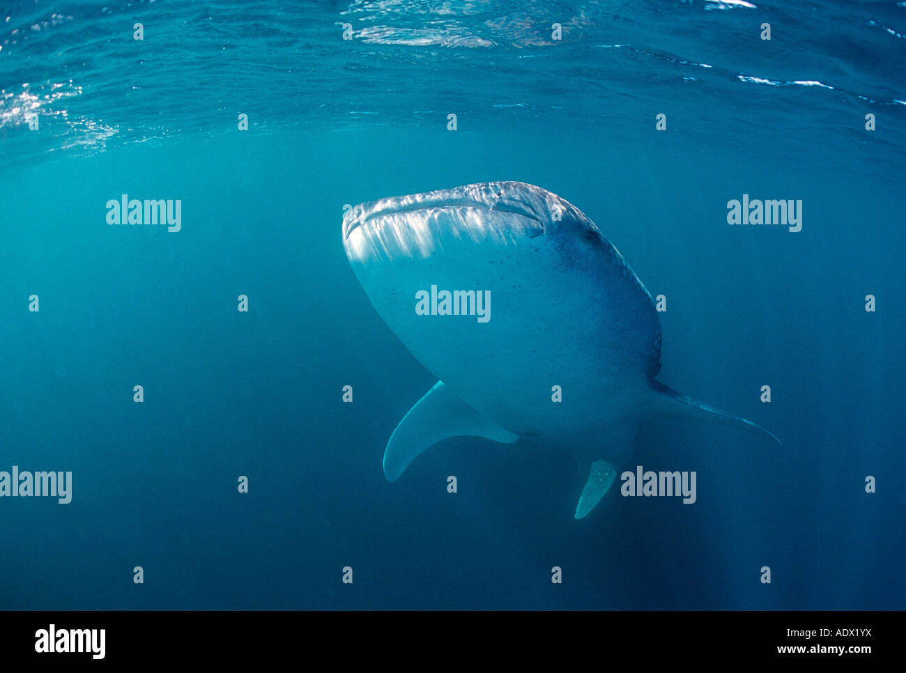 Whale Shark Rhincodon typus Indian Ocean Maldives Stock Photo - Alamy