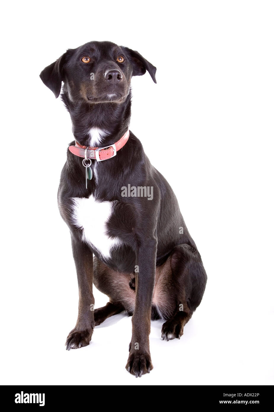 Labrador cross hi-res stock photography and images - Alamy
