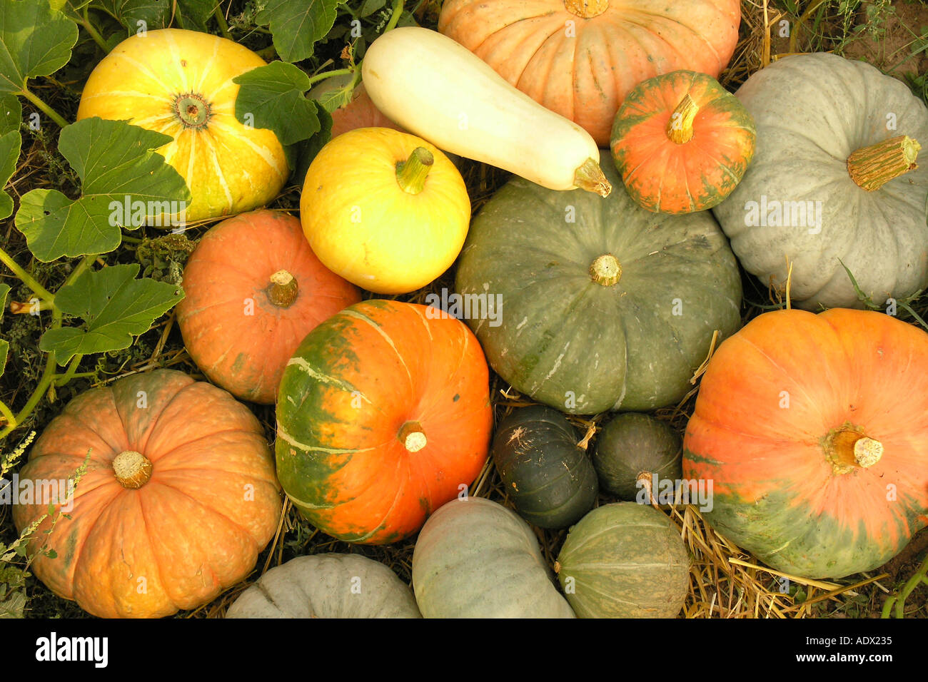 Mixed colour pumpkins hi-res stock photography and images - Alamy