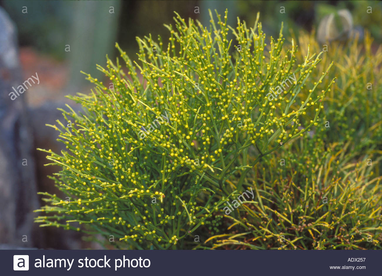 Psilotum Nudum Stock Photos & Psilotum Nudum Stock Images - Alamy