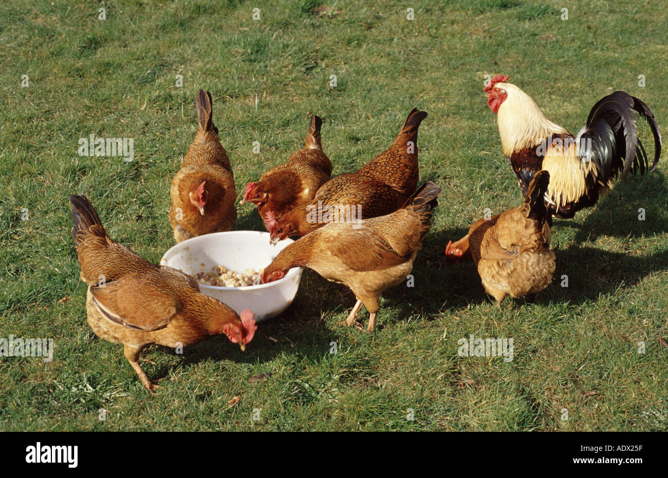 Feeding chickens pecking order hi-res stock photography and images - Alamy
