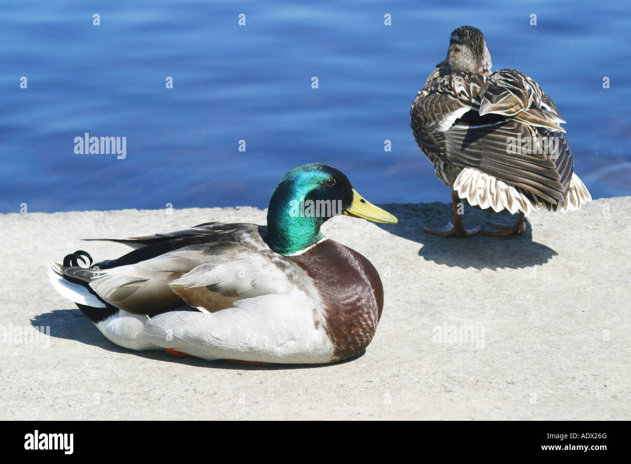 Pic of ducks hi-res stock photography and images - Alamy