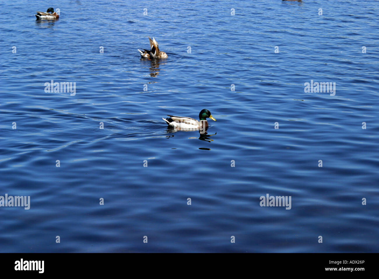 A duck is a waterbird Stock Photo - Alamy