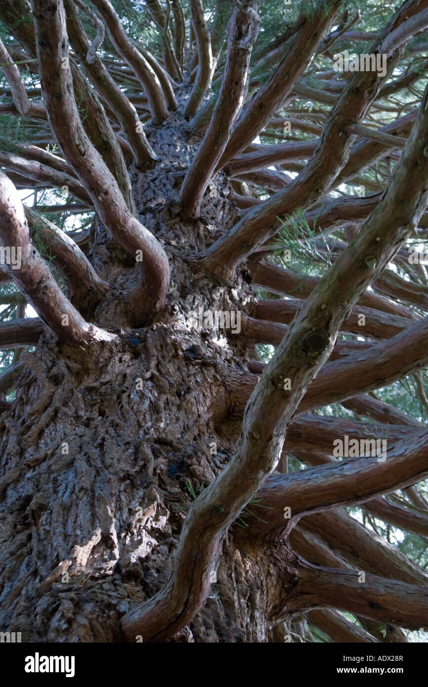 Looking up into the canopy of a sequoia redwood tree Stock Photo - Alamy