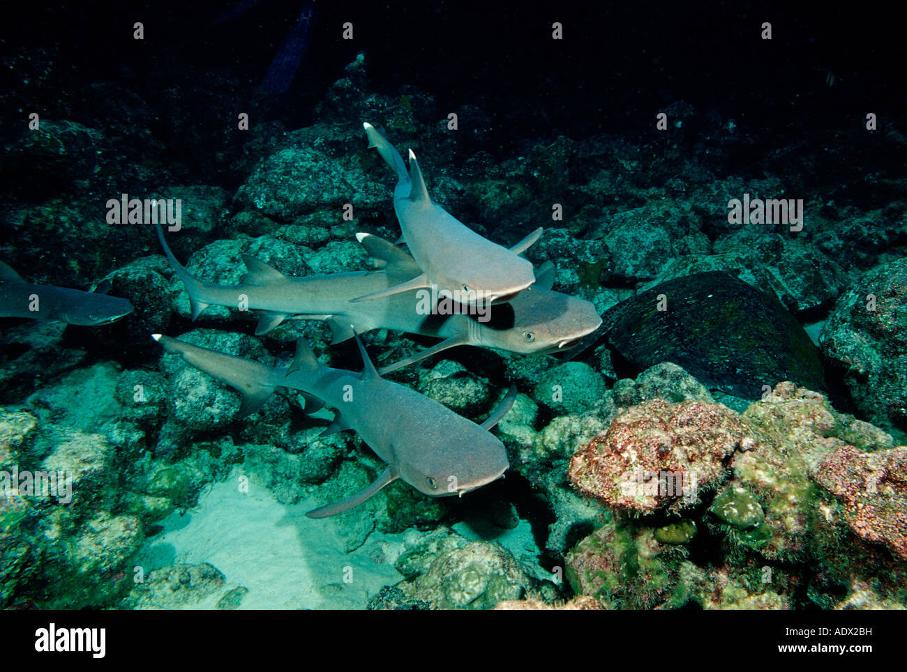 White tip reef sharks hi-res stock photography and images - Alamy