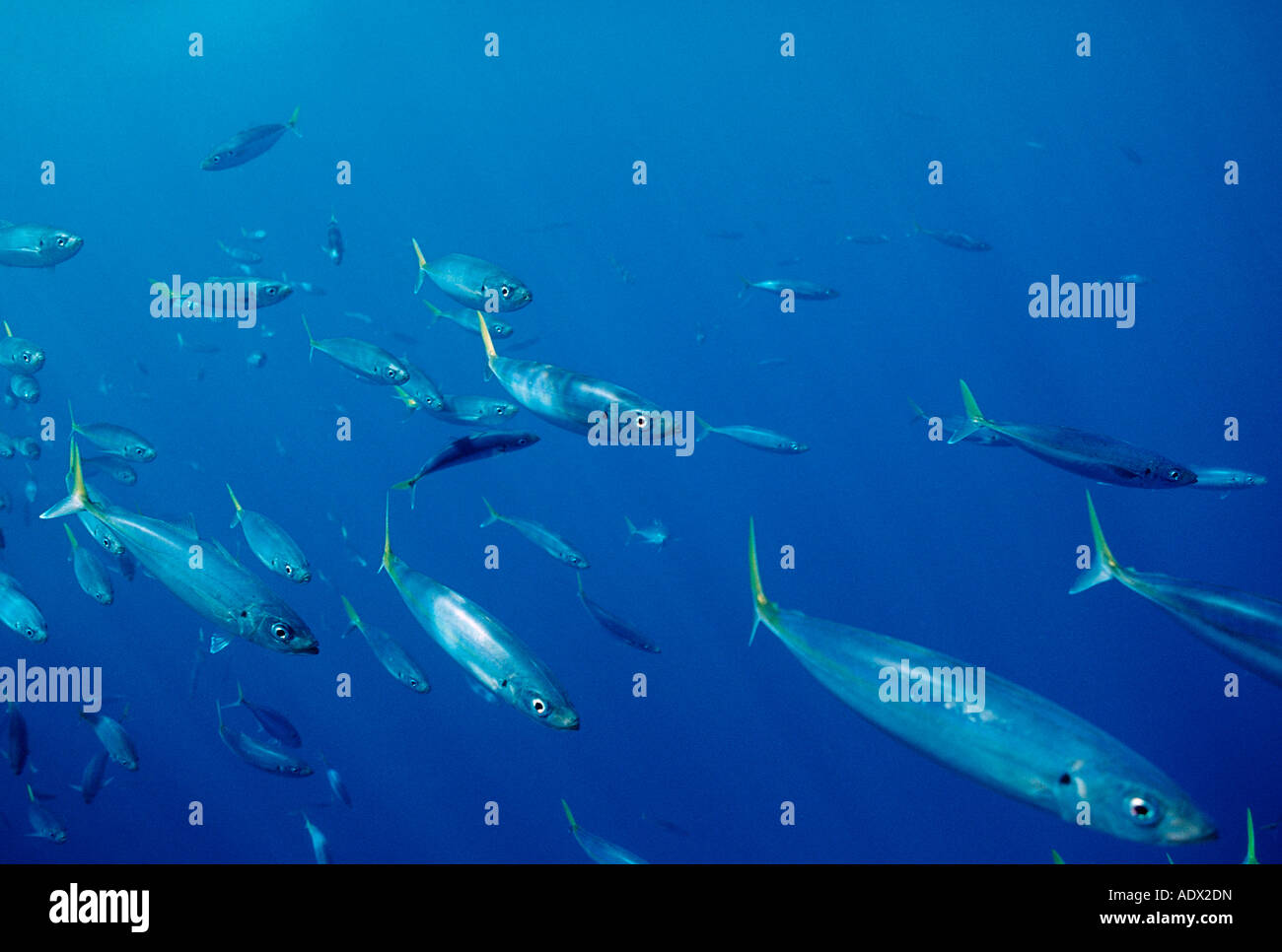 Shoal of Scads Decapterus sp Guadalupe Pacific Ocean Mexico Stock Photo ...