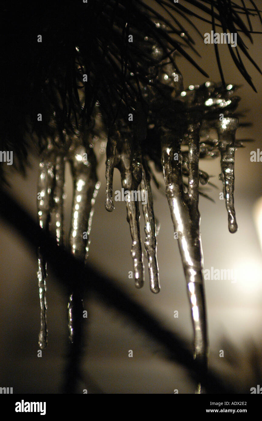 Ice on a tree branch Stock Photo - Alamy