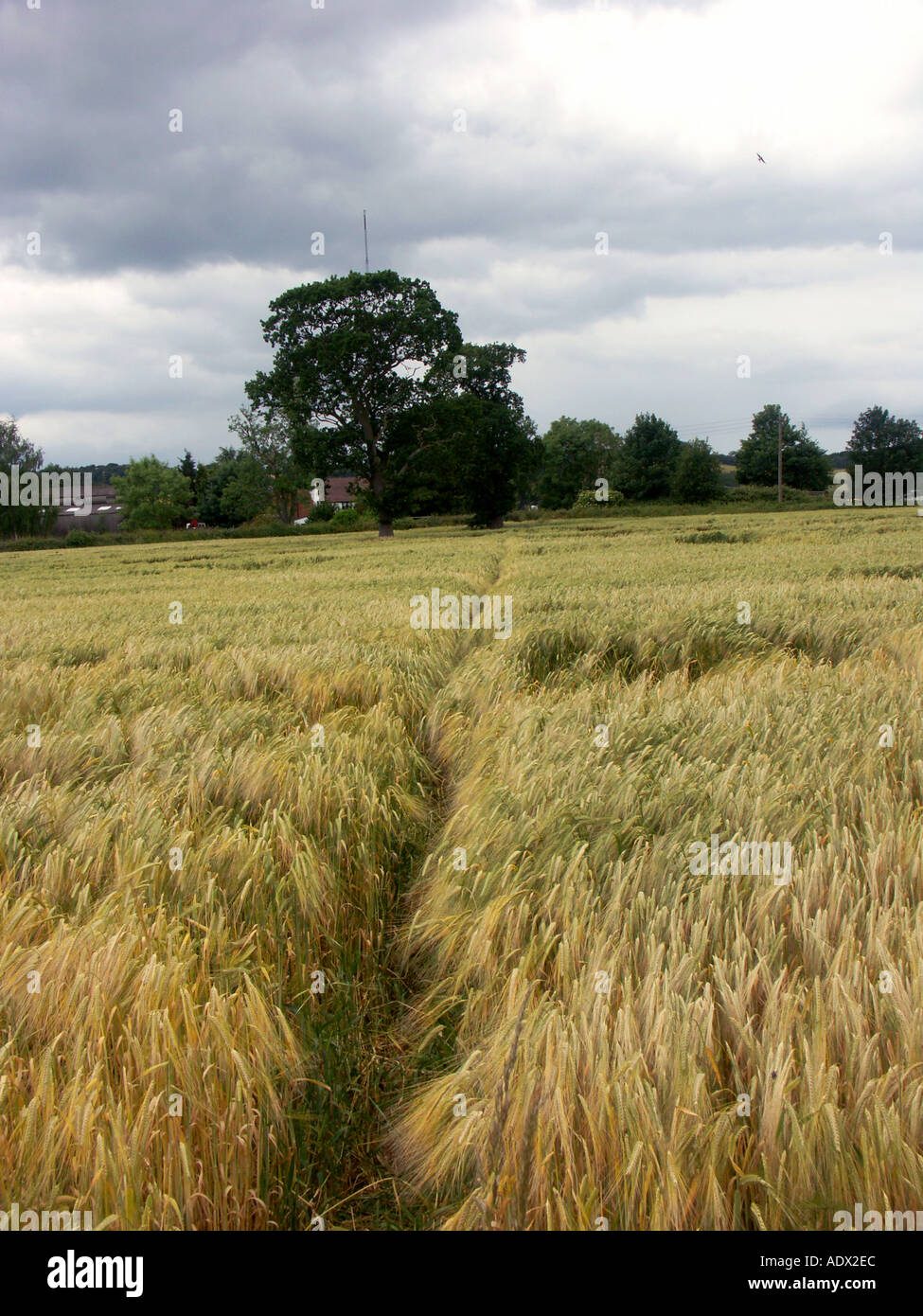 Public footpath or pathway through a field of crops Stock Photo - Alamy