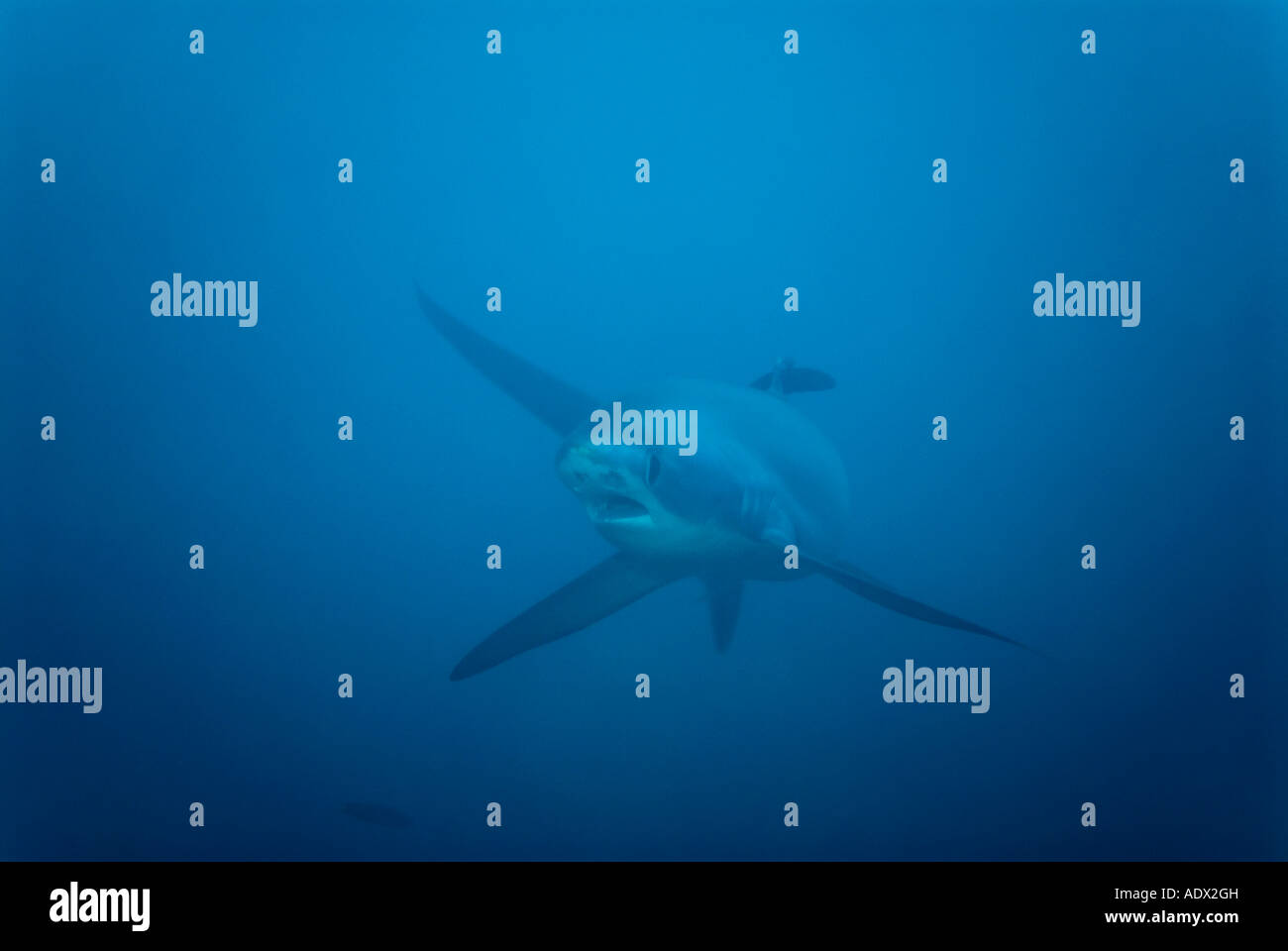 pelagic thresher shark alopias pelagicus Pacific Philippines Stock ...