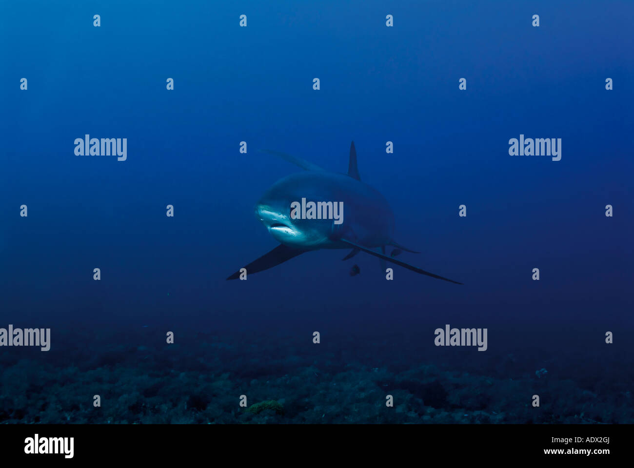 common thresher shark Alopias vulpinus Pacific Philippines Stock Photo ...