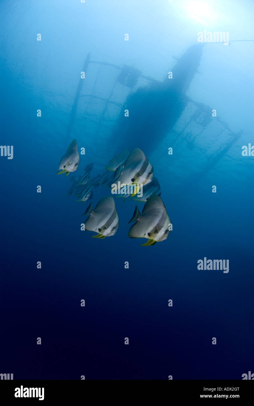 Tall fin batfish hi-res stock photography and images - Alamy