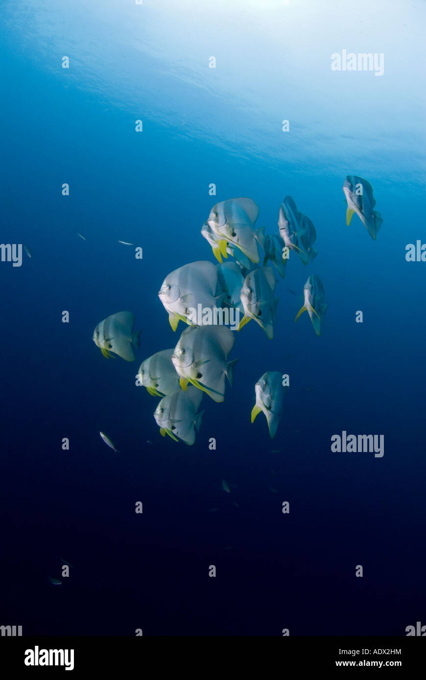 Tall fin batfish hi-res stock photography and images - Alamy