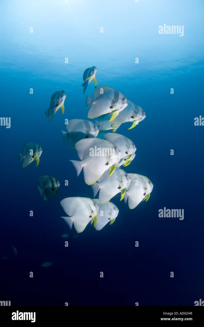 Tall fin batfish Platax teira Pacific Philippines Stock Photo - Alamy