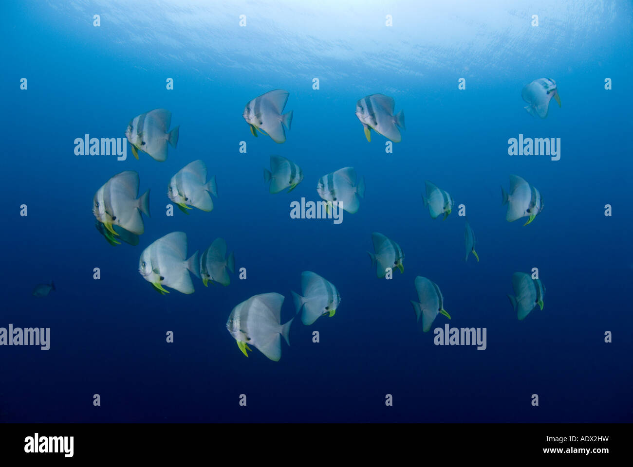 Tall fin batfish hi-res stock photography and images - Alamy