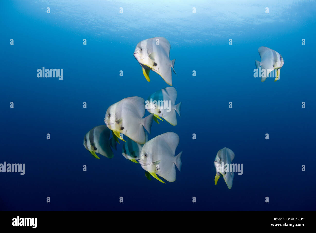 Tall fin batfish hi-res stock photography and images - Alamy