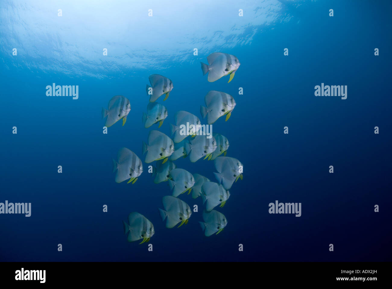 Tall fin batfish hi-res stock photography and images - Alamy