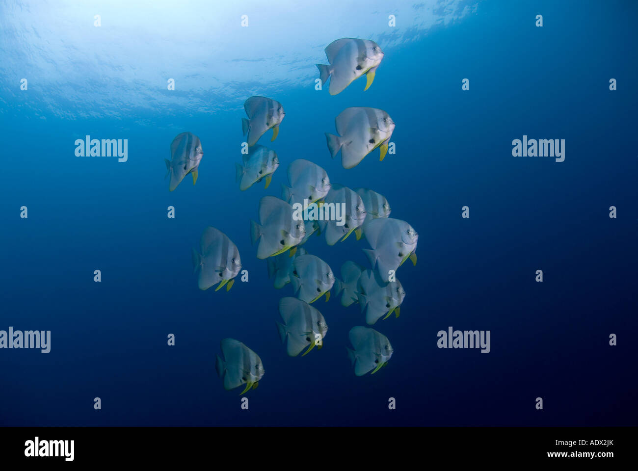 Tall fin batfish hi-res stock photography and images - Alamy