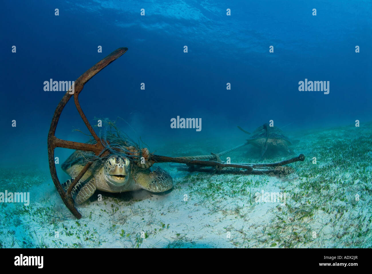 Green Sea turtle sleeping under anchor Chelonia mydas Pacific ...