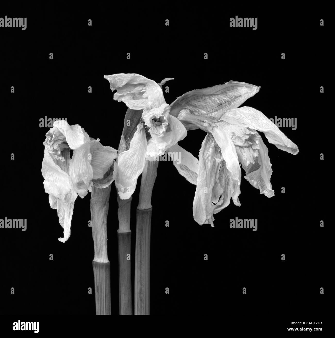 Old daffodils Black and White Stock Photos & Images - Alamy
