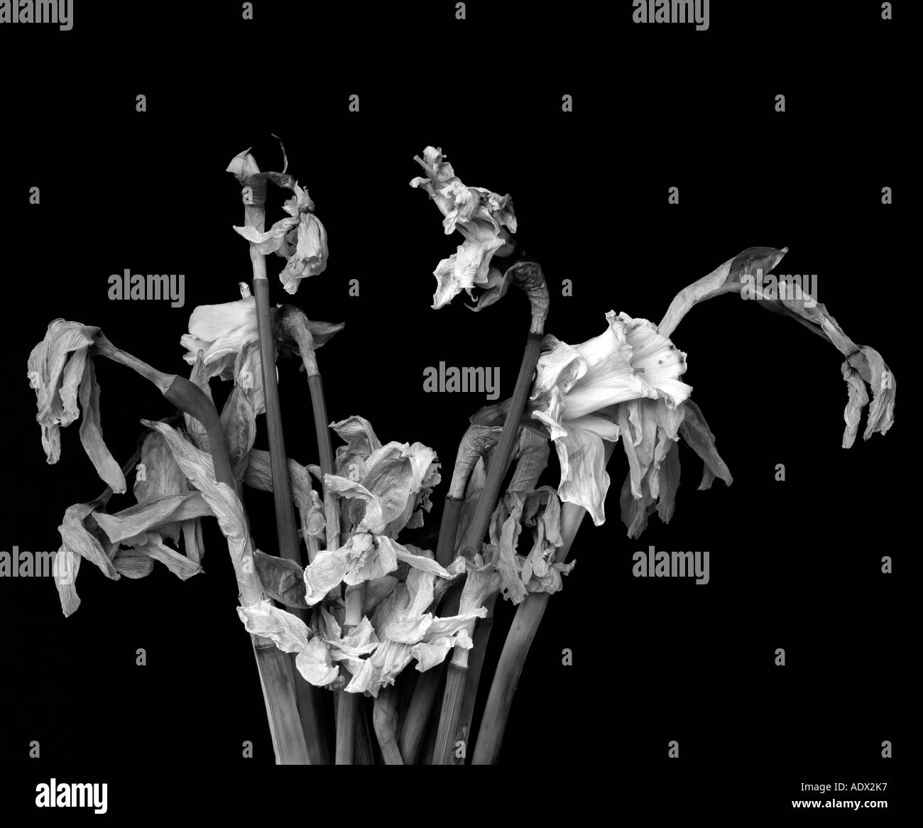 Old daffodils Black and White Stock Photos & Images - Alamy