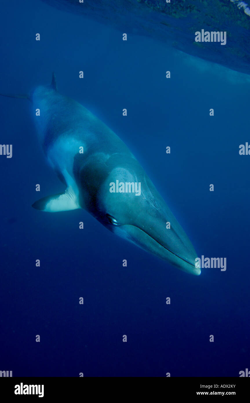Dwarf minke whale barrier reef hi-res stock photography and images - Alamy
