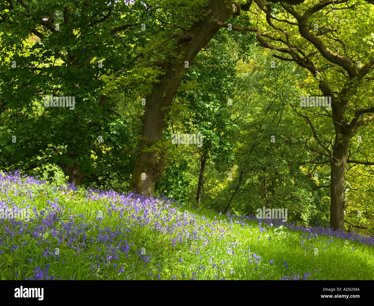 Maytime flowers hi-res stock photography and images - Alamy