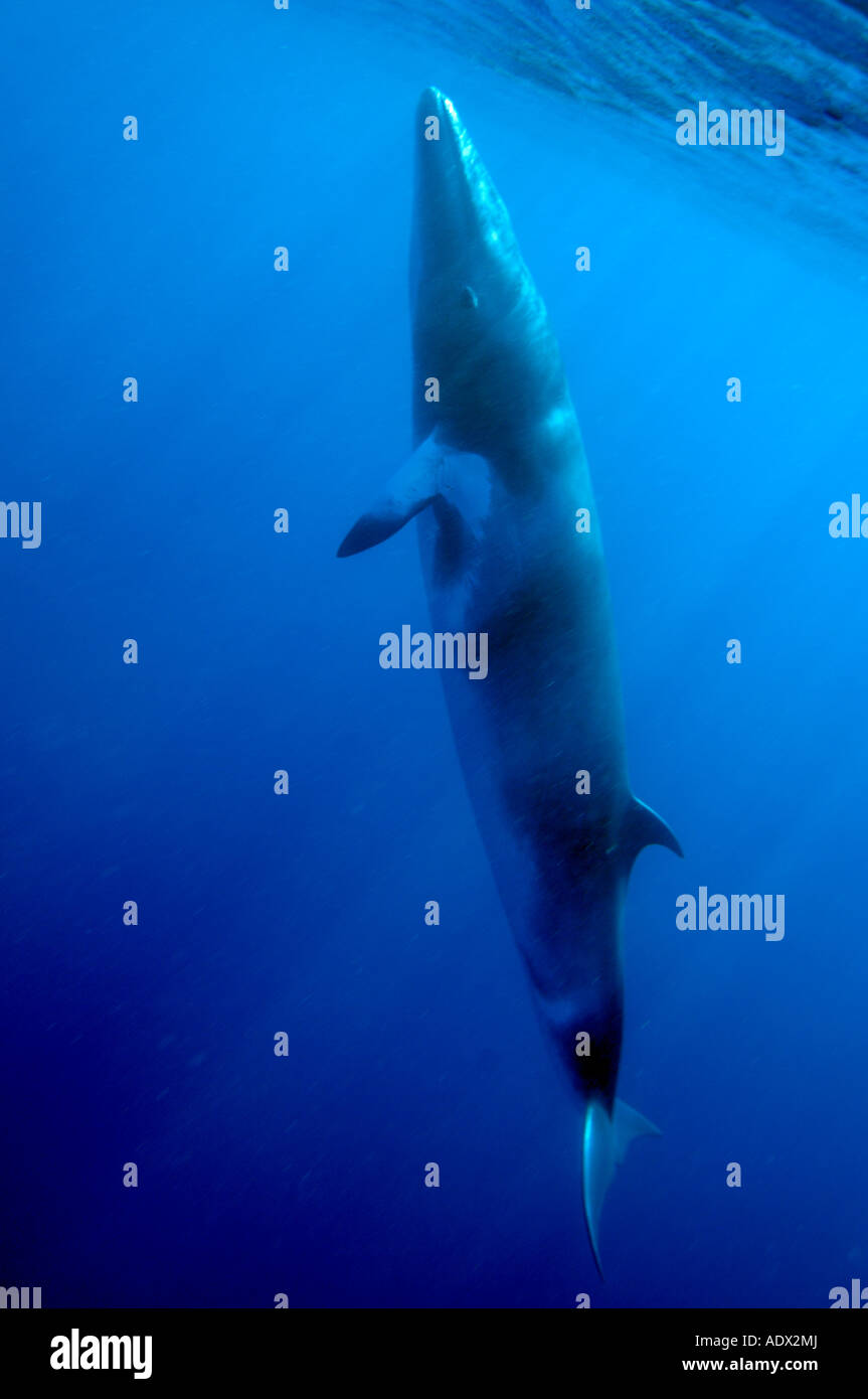 Dwarf minke whale barrier reef hi-res stock photography and images - Alamy
