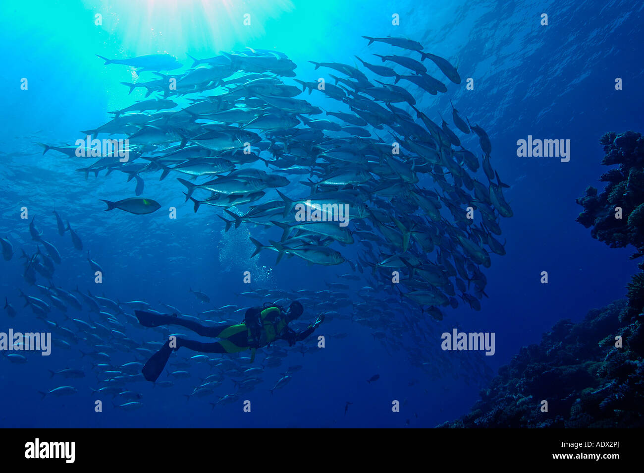 Free diving with jacks hi-res stock photography and images - Alamy