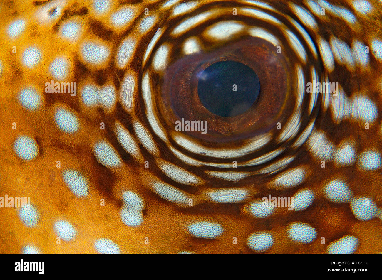 Pufferfish Eye Great Barrier Reef Australia Stock Photo - Alamy