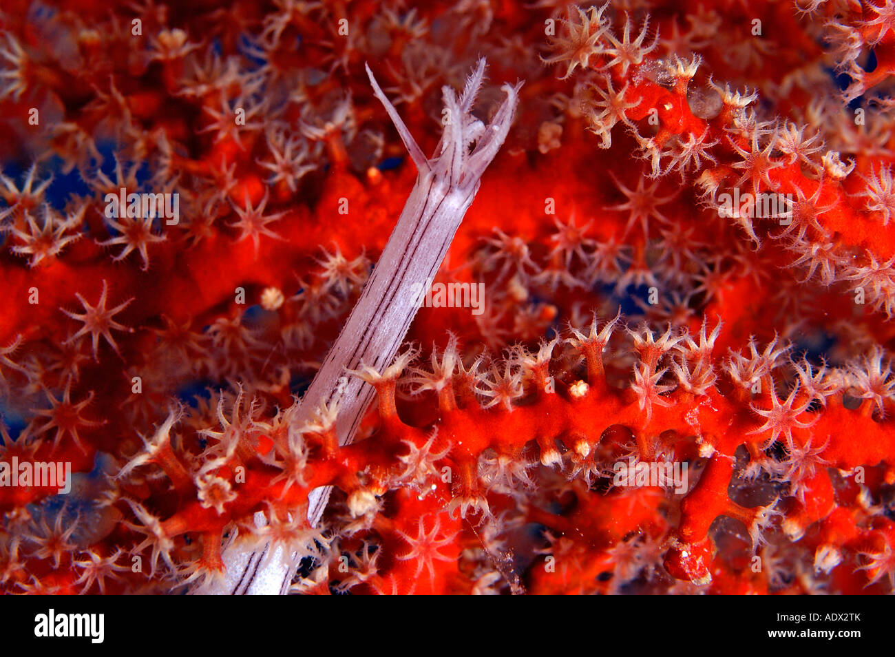 Sticky barrier hi-res stock photography and images - Alamy