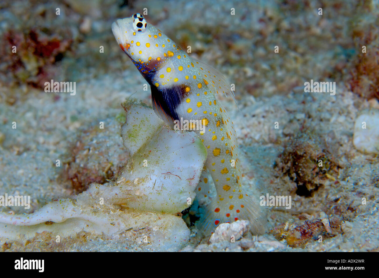 Spotted prawn goby hi-res stock photography and images - Alamy