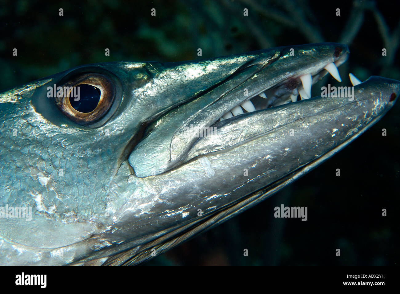 Barracuda hi-res stock photography and images - Alamy