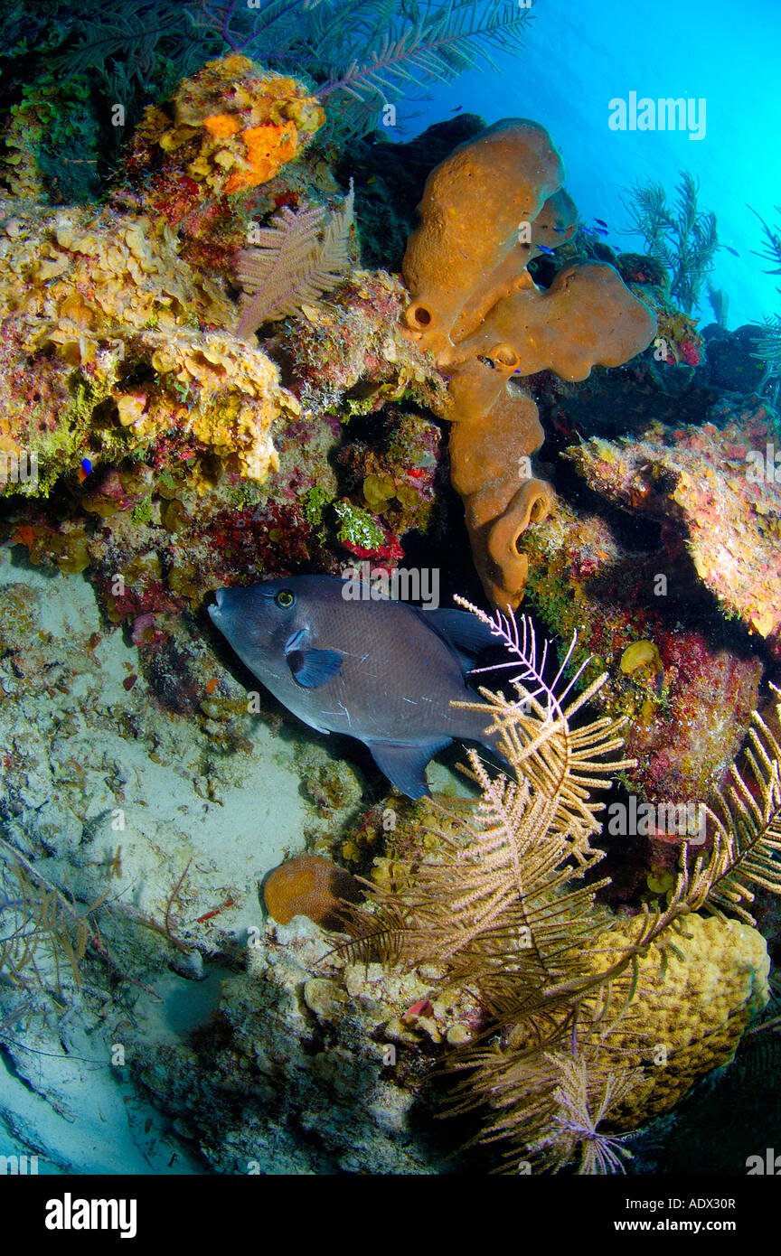Reef triggerfish hi-res stock photography and images - Alamy