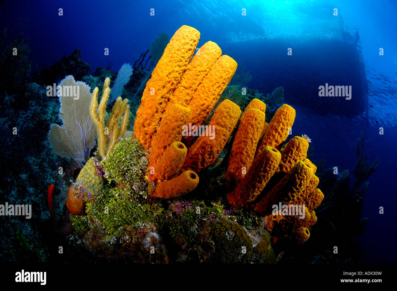 Aplysina Fistularis High Resolution Stock Photography and Images - Alamy