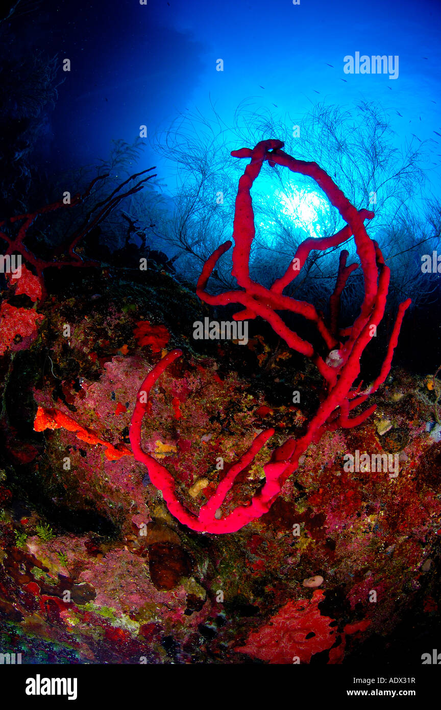 Rope sponges hi-res stock photography and images - Alamy