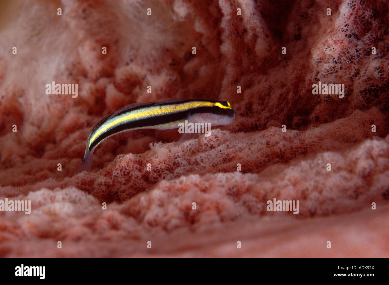 Cleaning Goby High Resolution Stock Photography and Images - Alamy