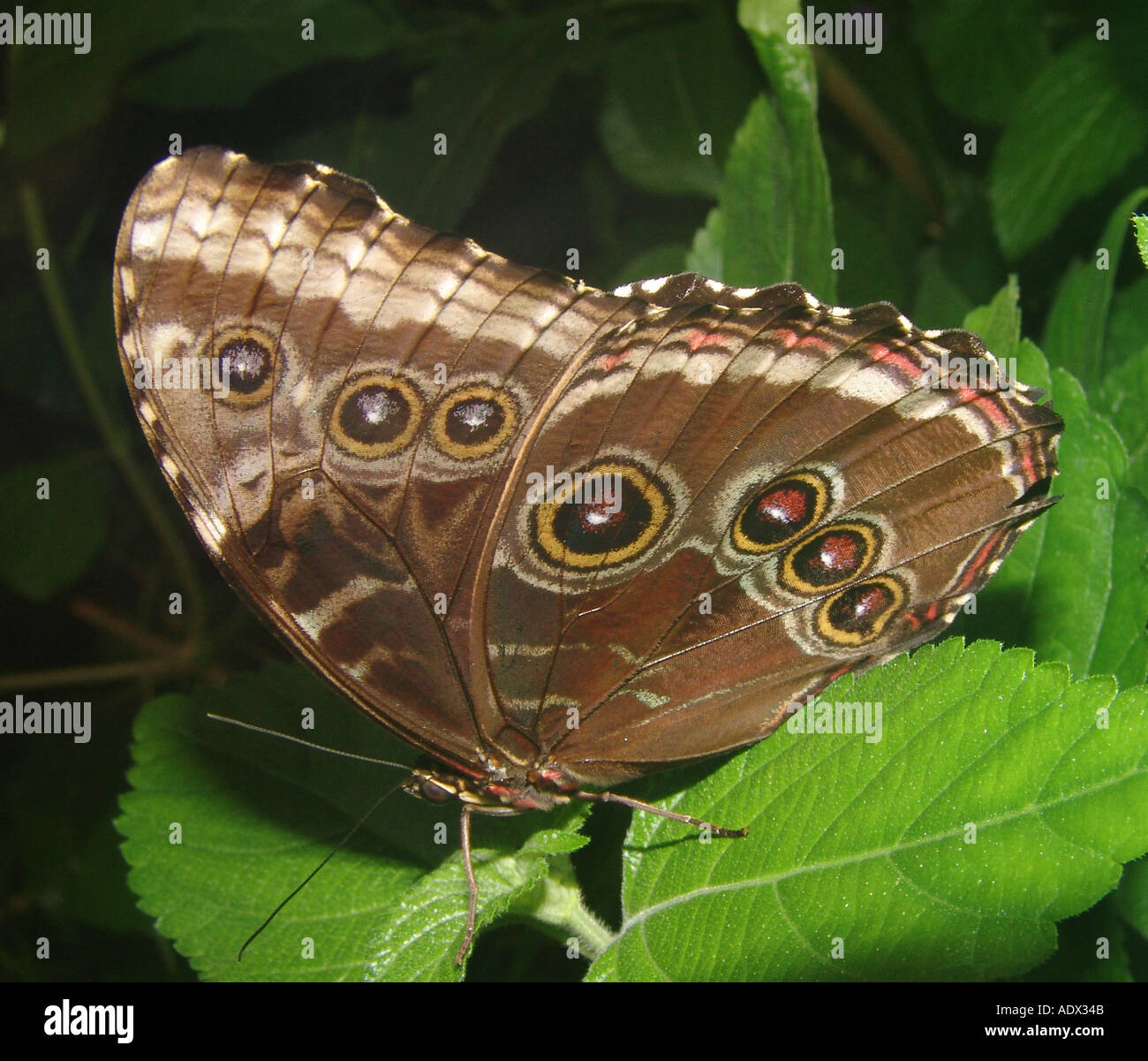Common Blue Morpho Stock Photo - Alamy