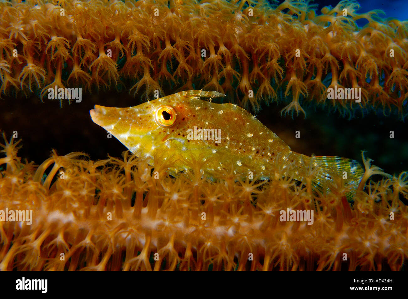 Slender filefish hi-res stock photography and images - Alamy