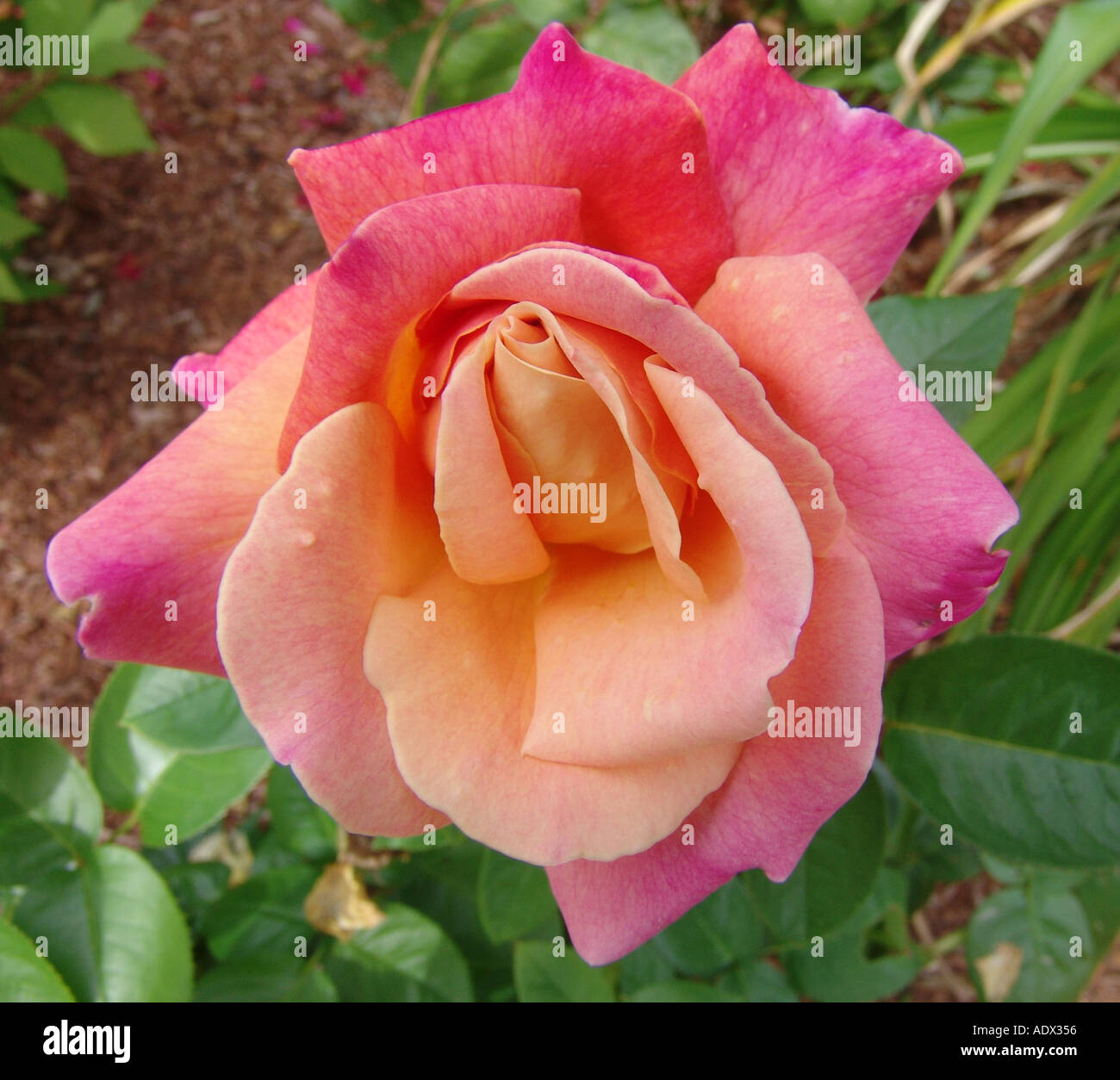 Peach Pink Rose Stock Photo - Alamy