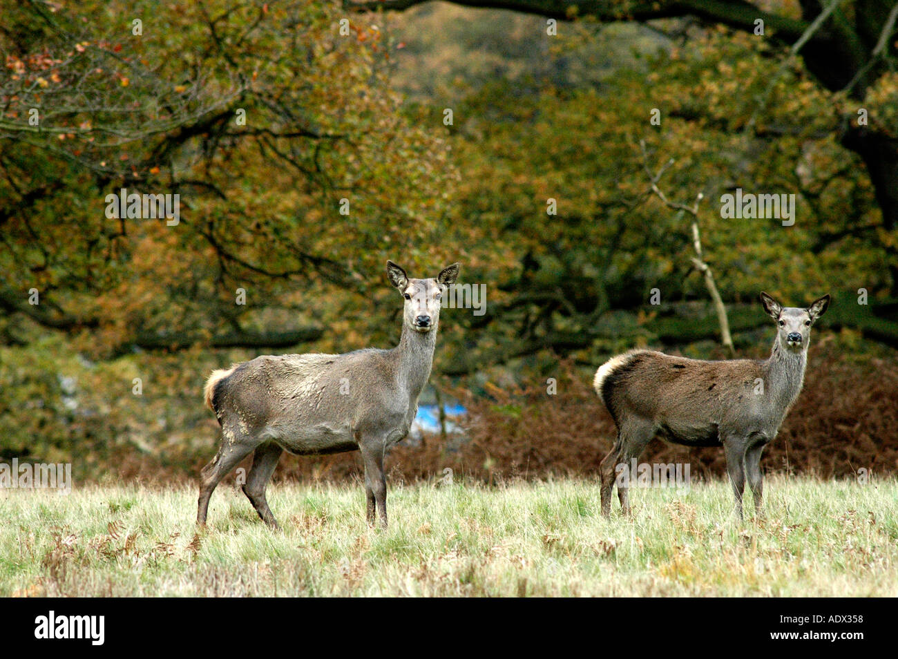 Red deer in Windsor Great Park Stock Photo - Alamy