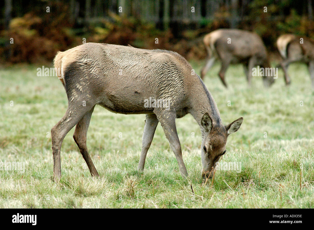 Red deer at windsor great park hi-res stock photography and images - Alamy