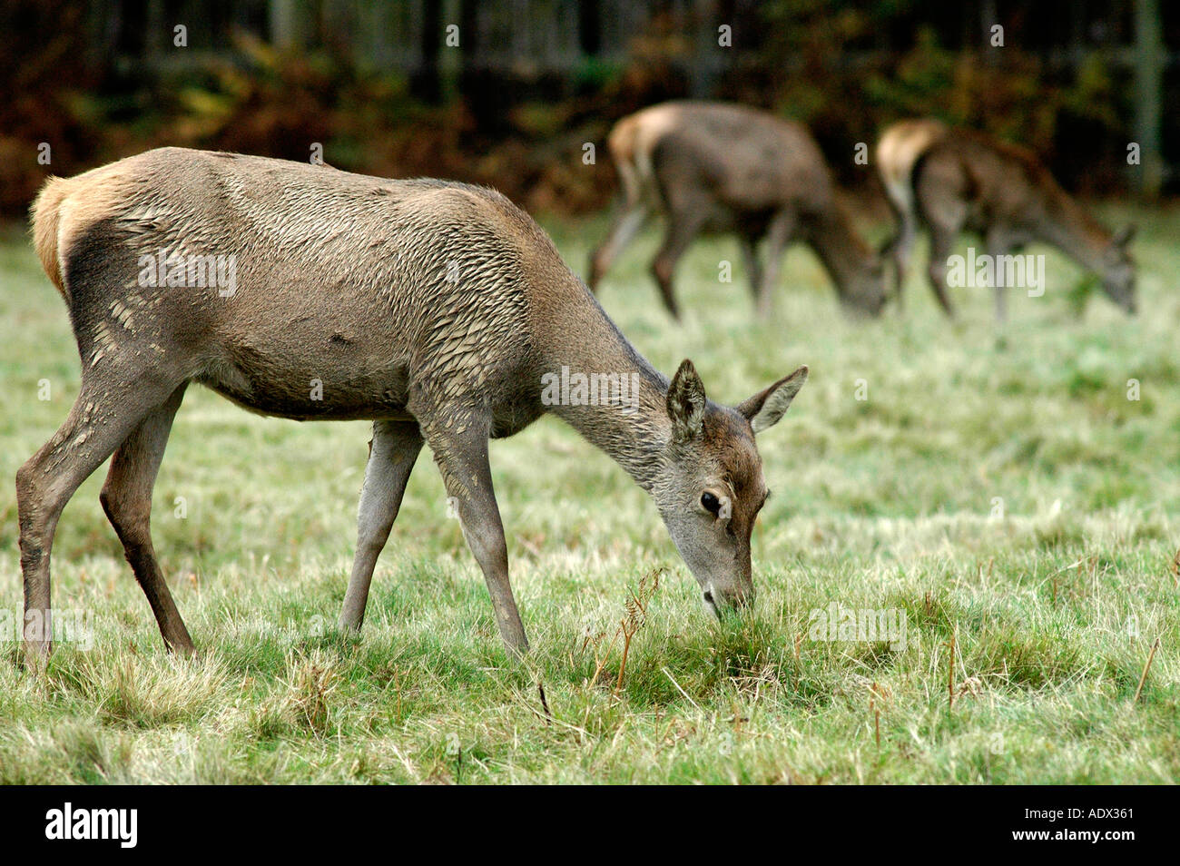 Three red deer standing hi-res stock photography and images - Alamy
