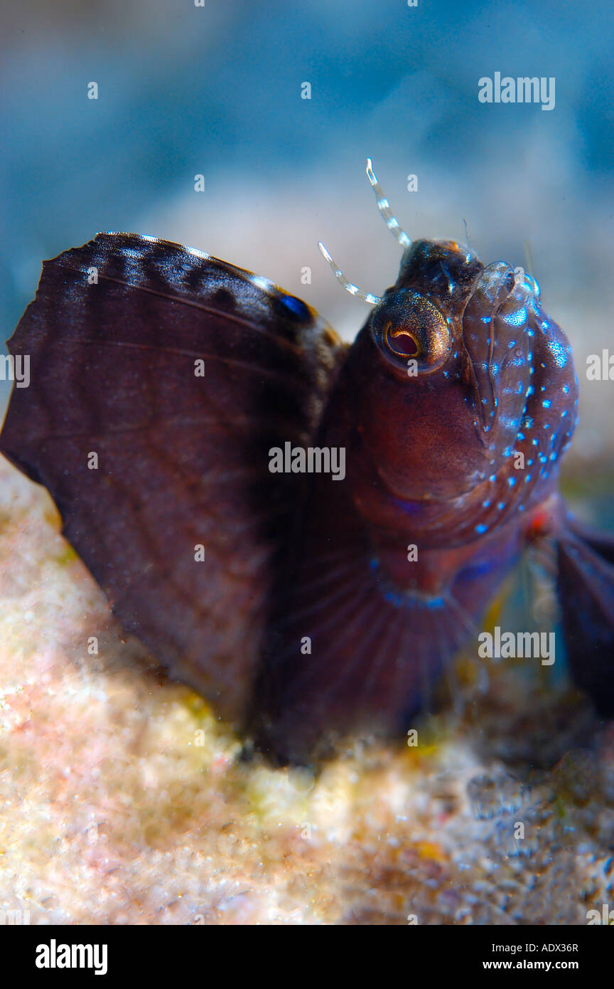 sailfin blenny male emblemaria pandionis Caribbean Sea Cayman Islands ...